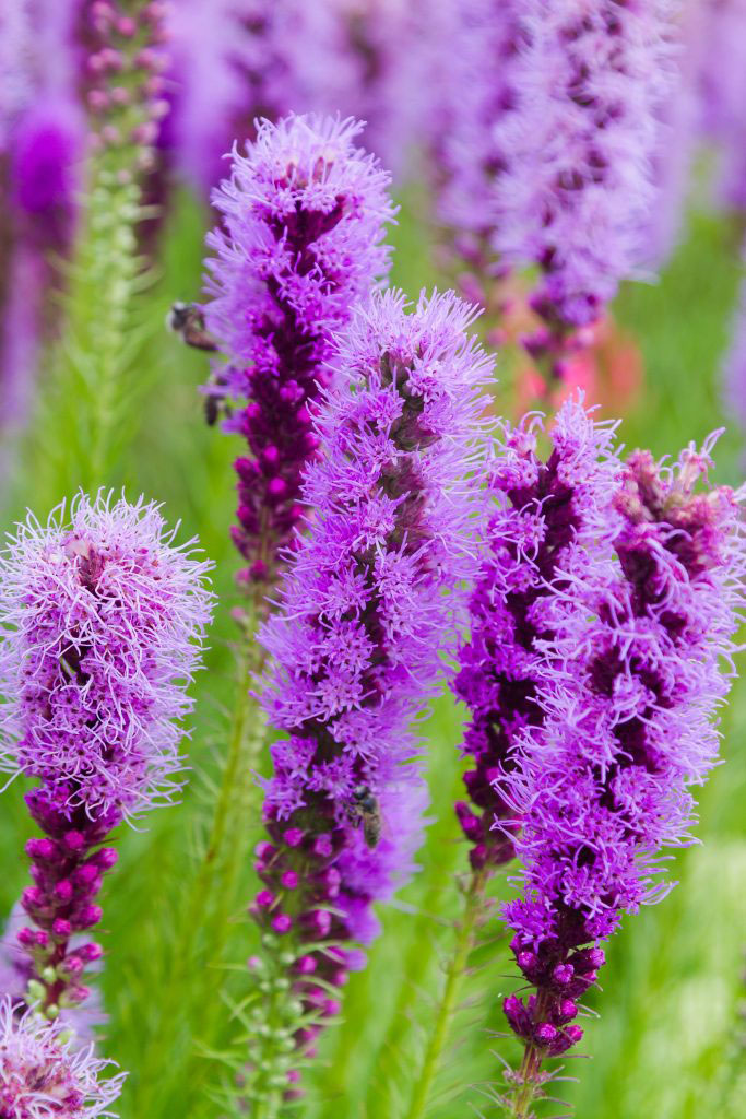 Our Five Favourite Summer Plants STIHL Blog