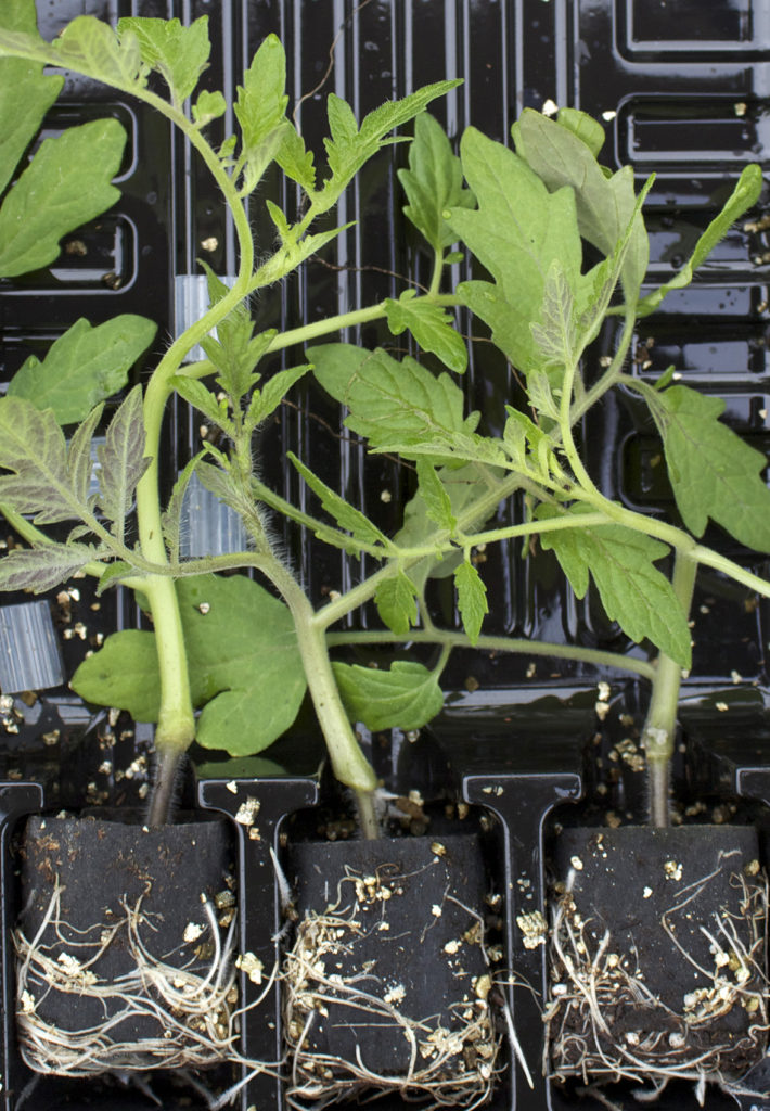 A guide to growing with plug plants | STIHL Blog