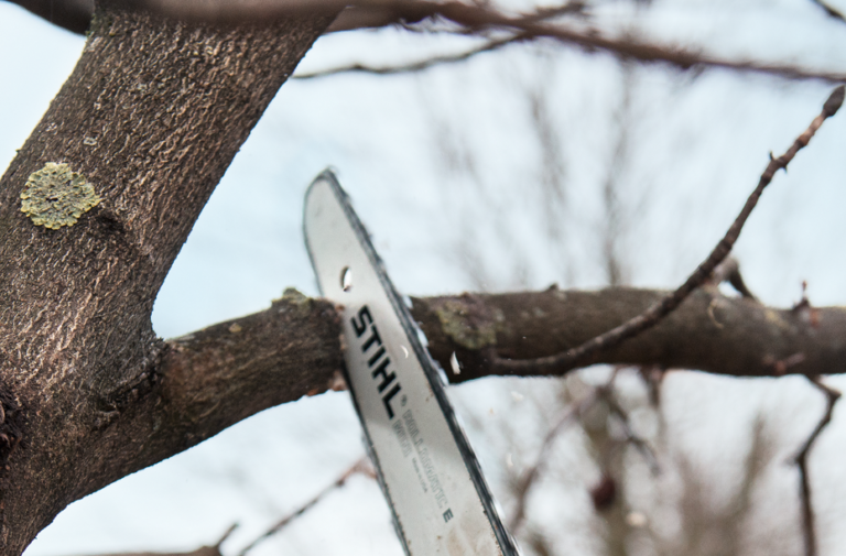 The STIHL guide to pruning branches from trees | STIHL Blog