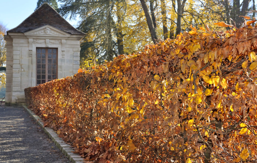 The Ultimate Guide To Planting A Hedge STIHL Blog the-ultimate-guide-to-planting-a-hedge-stihl-blog