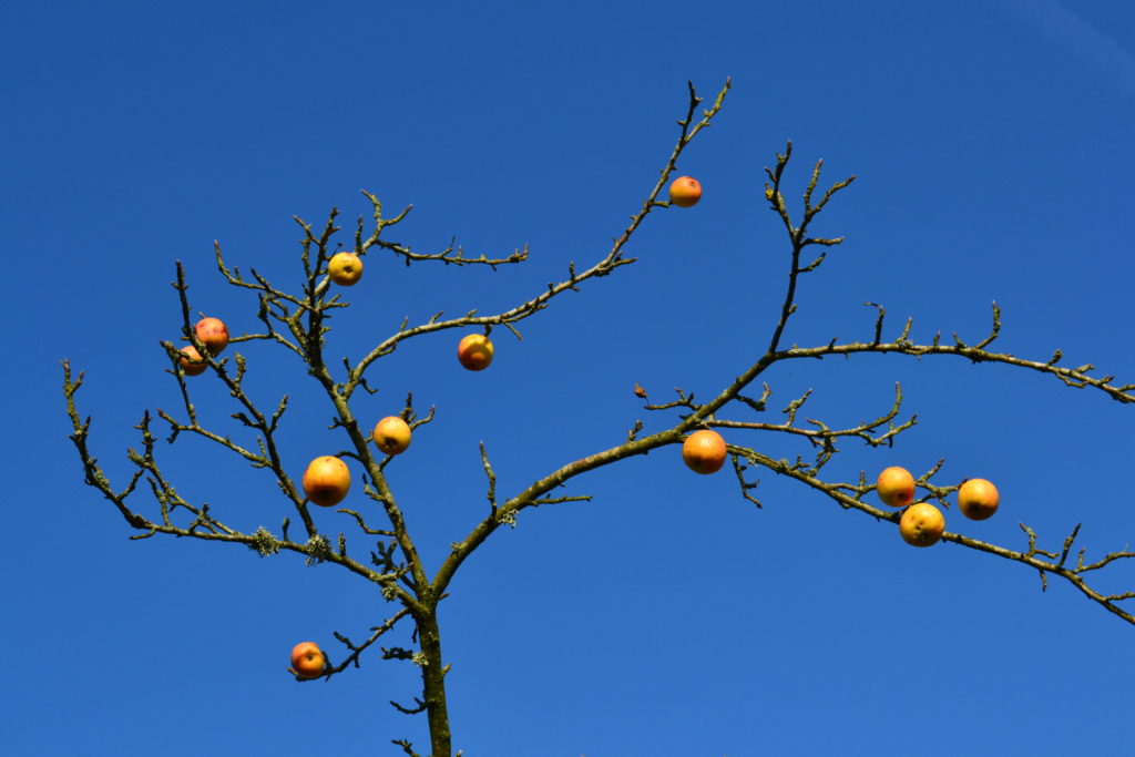 How to plant an apple tree | STIHL Blog