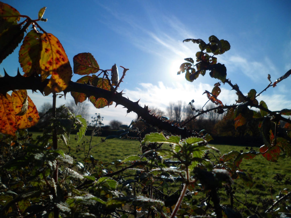 How to prune fruit trees in winter | STIHL Blog