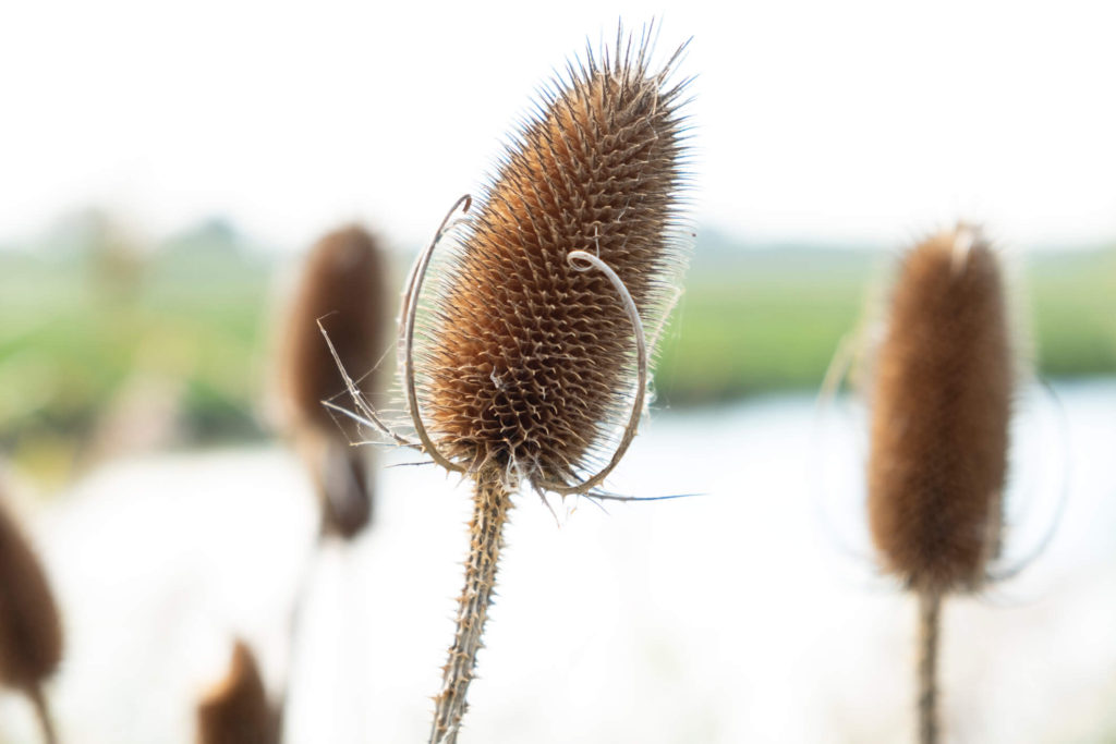 A guide to good weeds | STIHL Blog