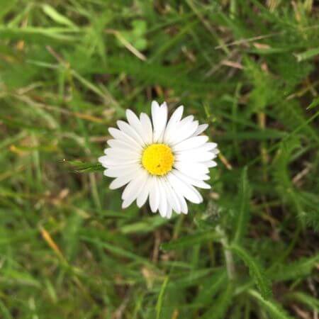 10 Of The Best Edible Flowers | STIHL Blog