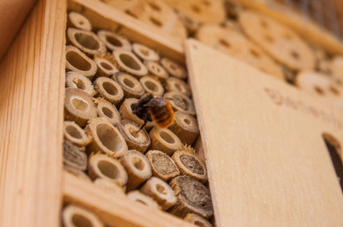 How To Make A Solitary Bee Hotel | STIHL Blog
