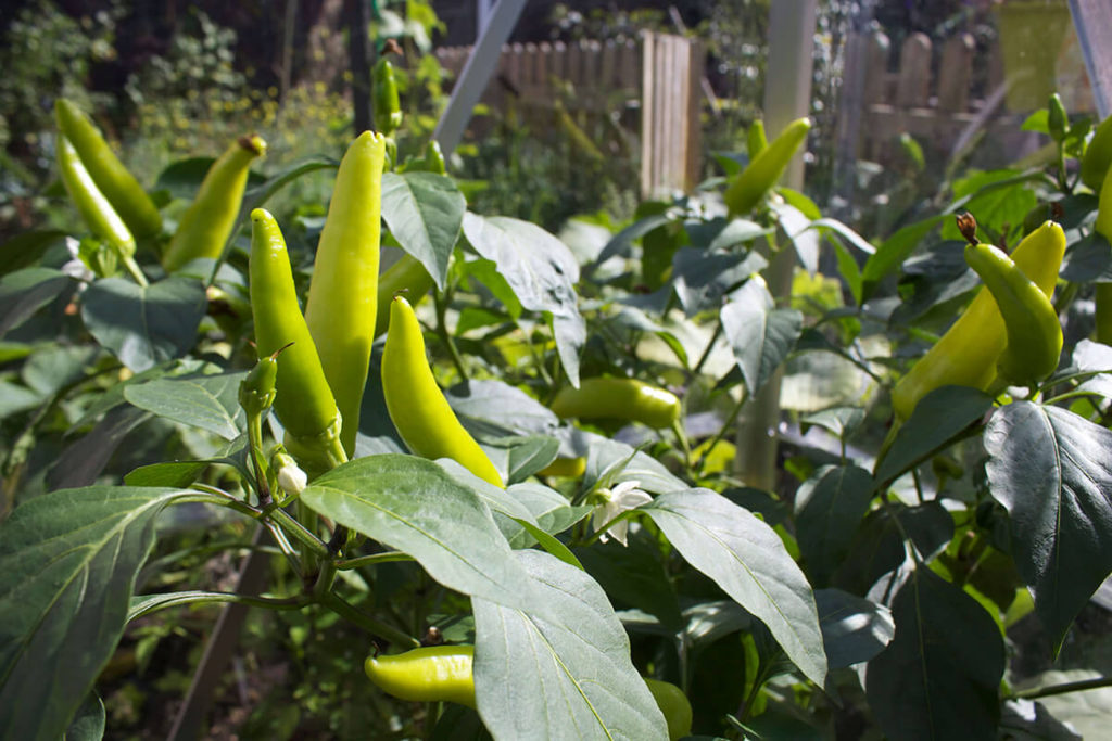 The Ultimate Guide To Growing Chillies | STIHL Blog
