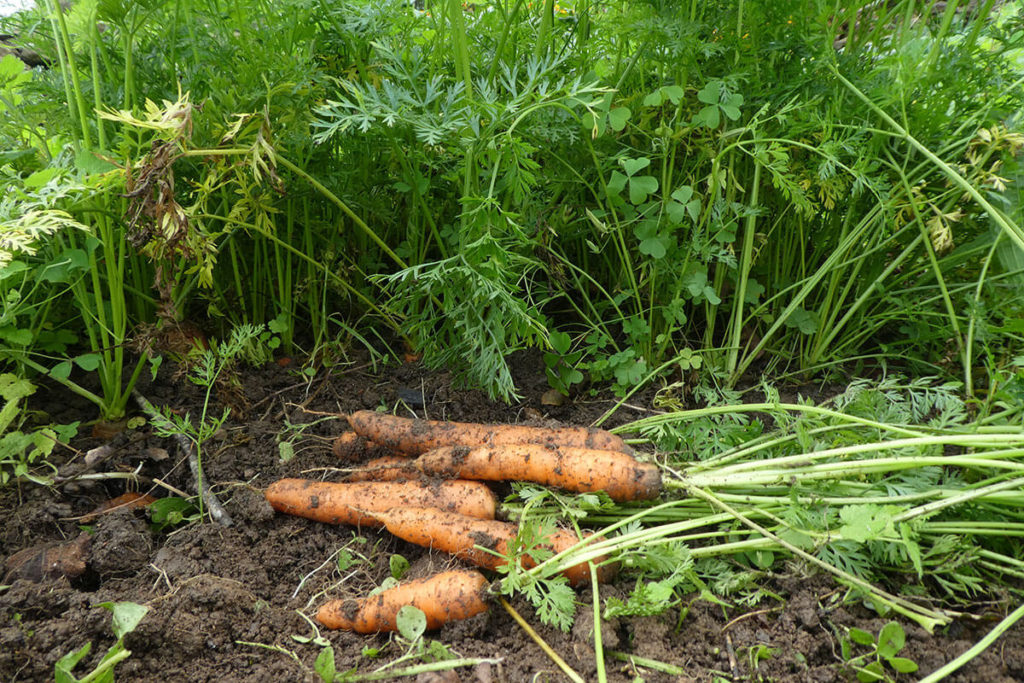 Five Bonus Harvests When You Grow Your Own Vegetables | STIHL Blog