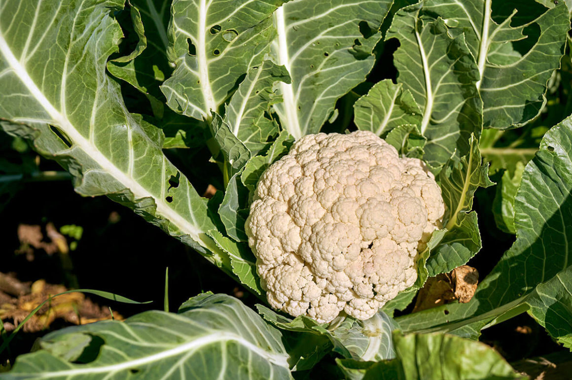 Five Bonus Harvests When You Grow Your Own Vegetables | STIHL Blog