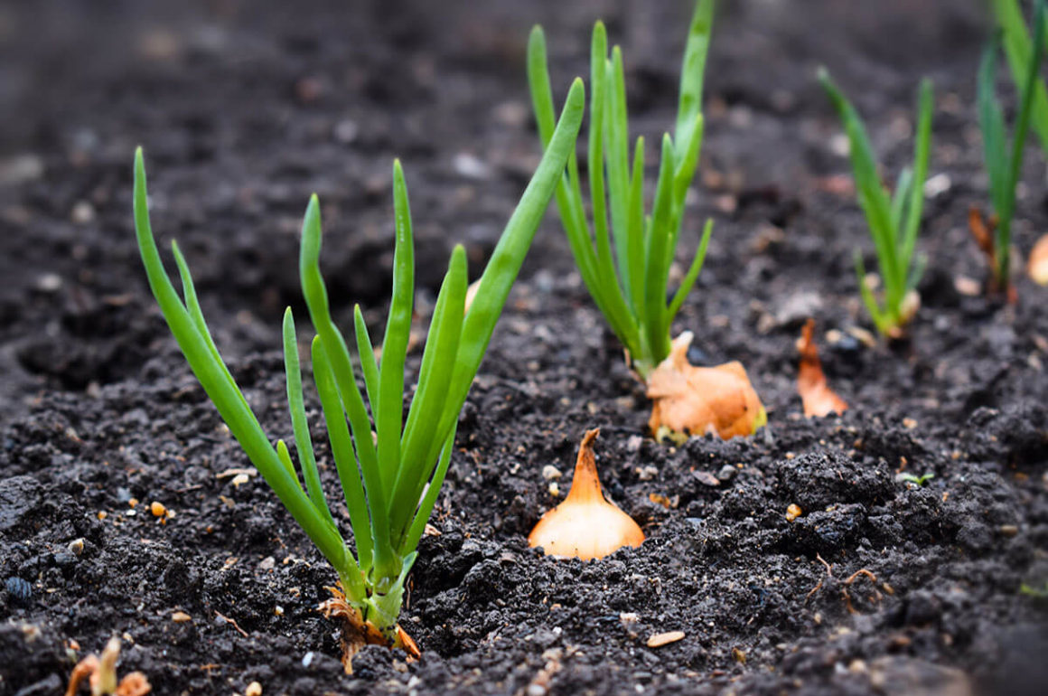 Five Bonus Harvests When You Grow Your Own Vegetables | STIHL Blog