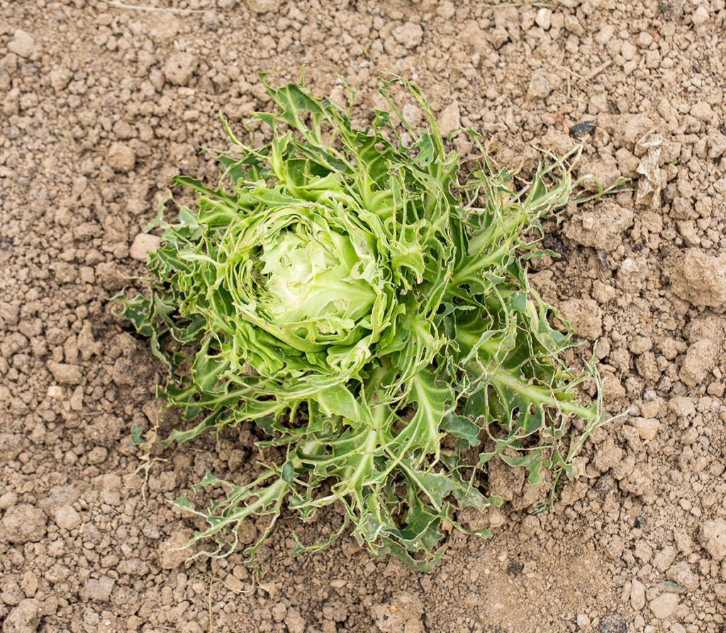 Common Vegetable Patch Problems & What To Do About Them | STIHL Blog