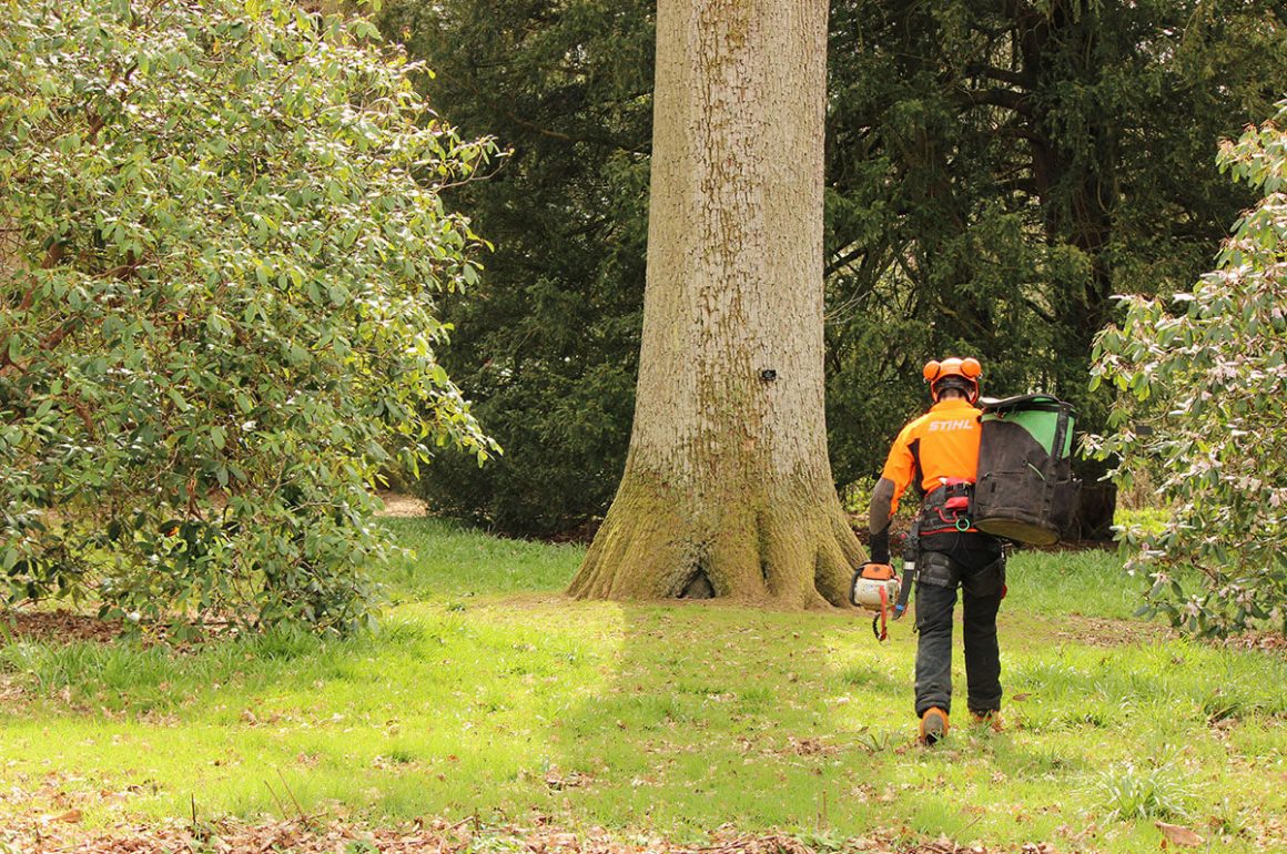 A Day In The Life Of The Tree Team At Westonbirt Arboretum | STIHL Blog
