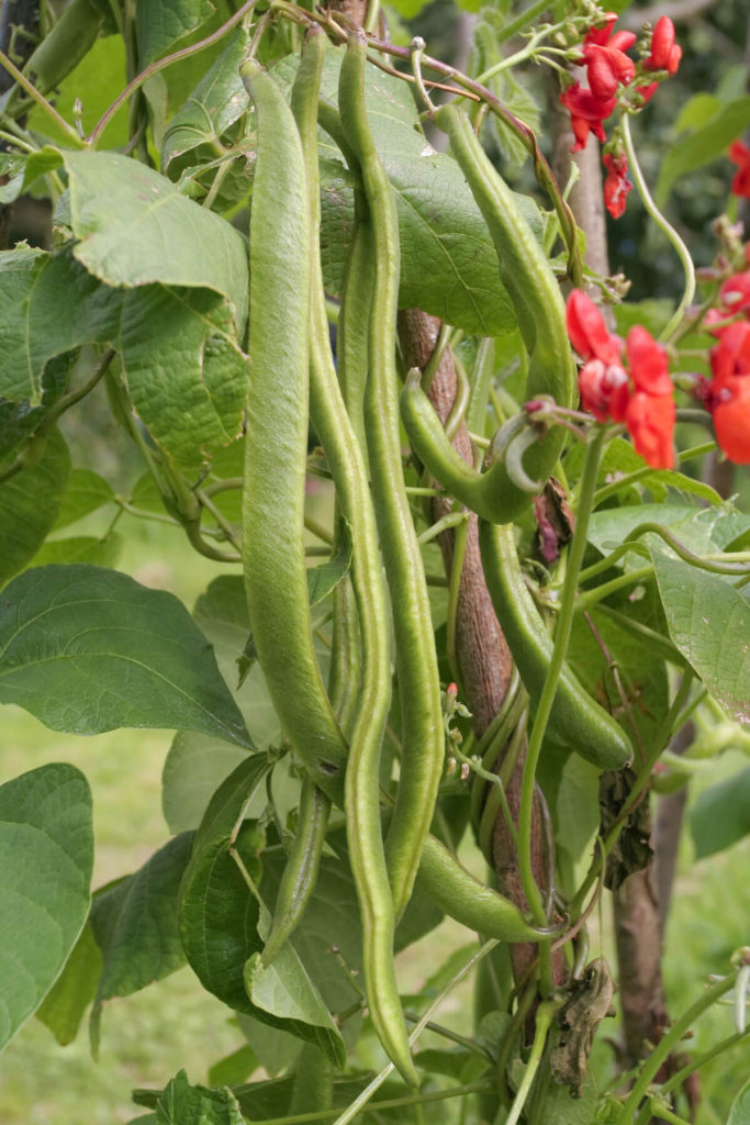 Common Vegetable Patch Problems & What To Do About Them | STIHL Blog