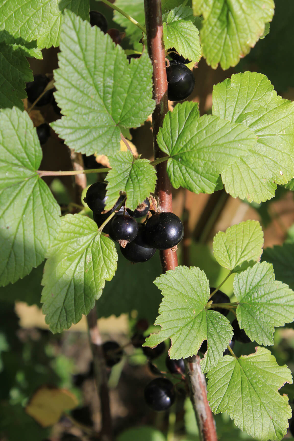 How To Plant A Currant Bush | STIHL Blog