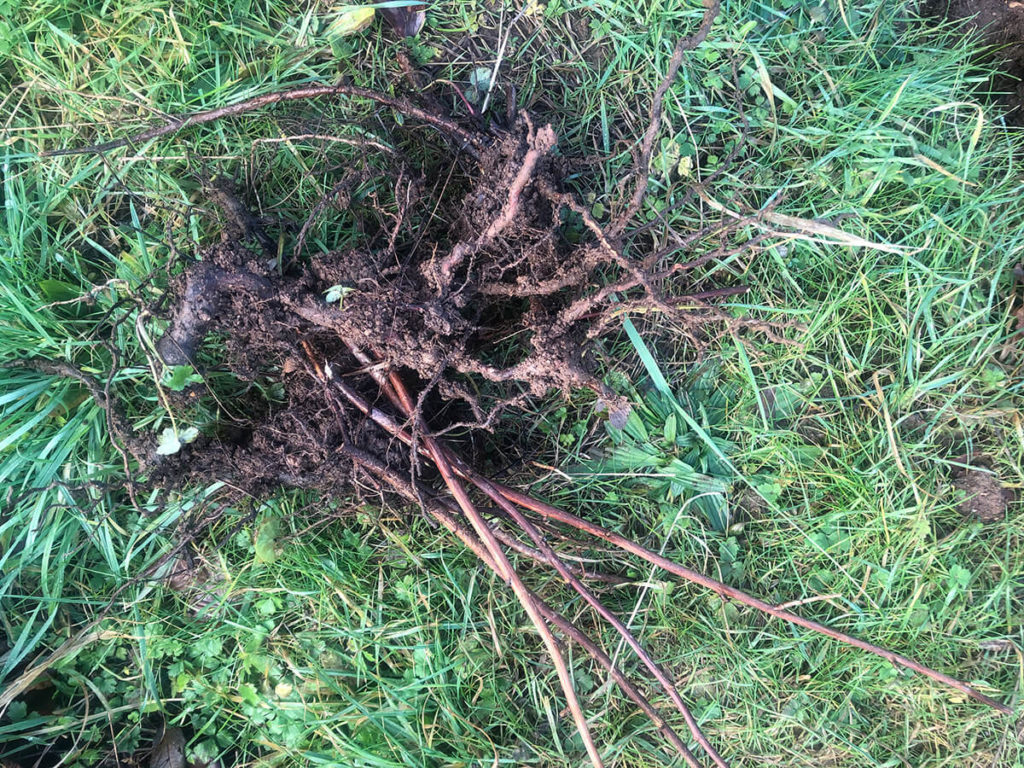 Planting Raspberry Canes | STIHL Blog