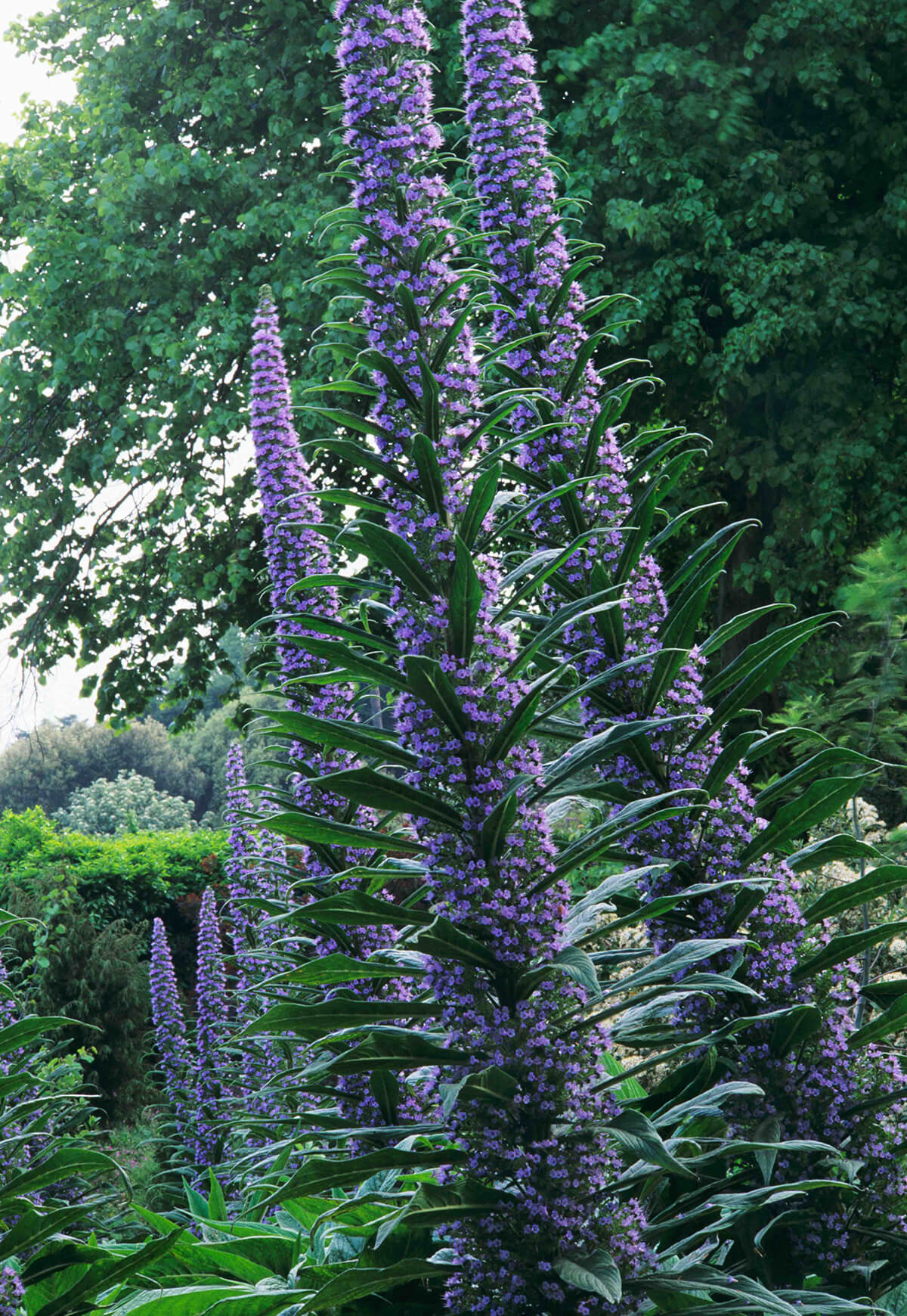 March Suburban Garden Calendar with Marc Rosenberg | STIHL Blog