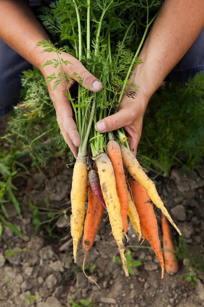A Guide To Carrots | STIHL Blog