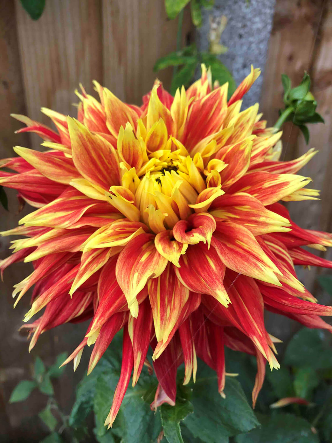 10 of The Best Easy Exotic Plants for British Gardens | STIHL Blog