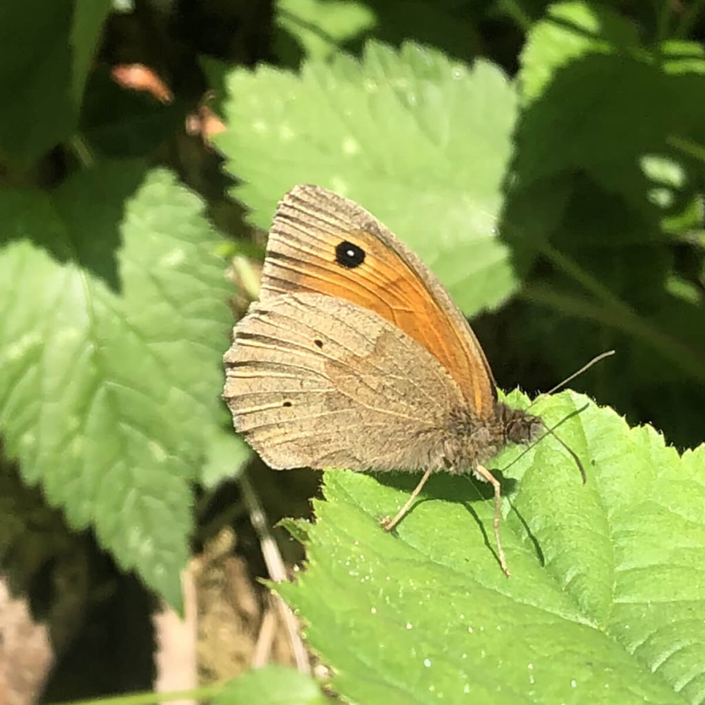 A Guide to British Butterfly Spotting | STIHL Blog