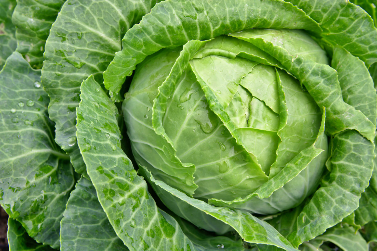 A Guide to Growing Cabbages | STIHL Blog