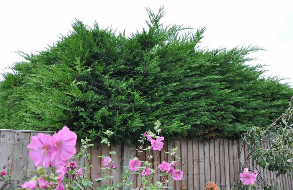 September Suburban Gardening Calendar with Marc Rosenberg | STIHL Blog