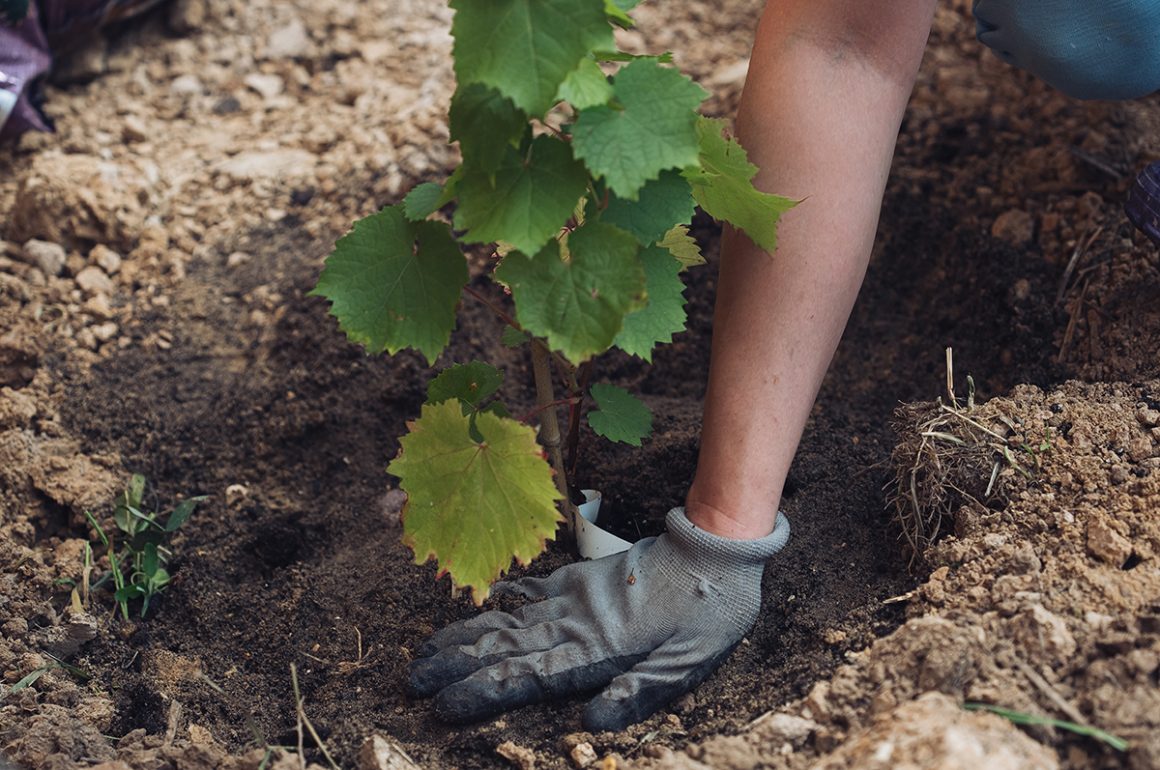 How to Grow Grapes | Grape Growing Guide | STIHL Blog