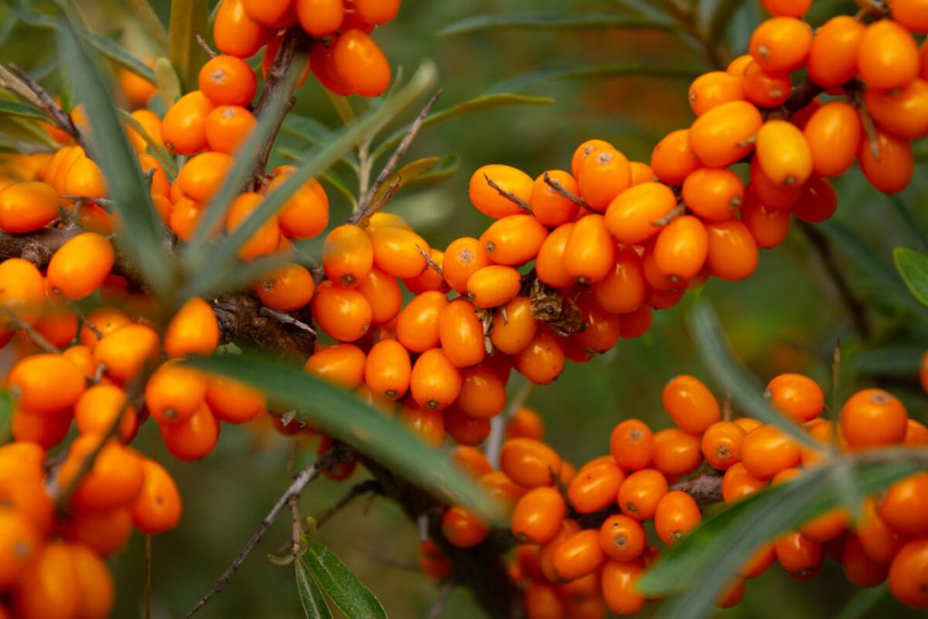 Unusual Edible Berries You Can Grow in Your Garden | STIHL Blog