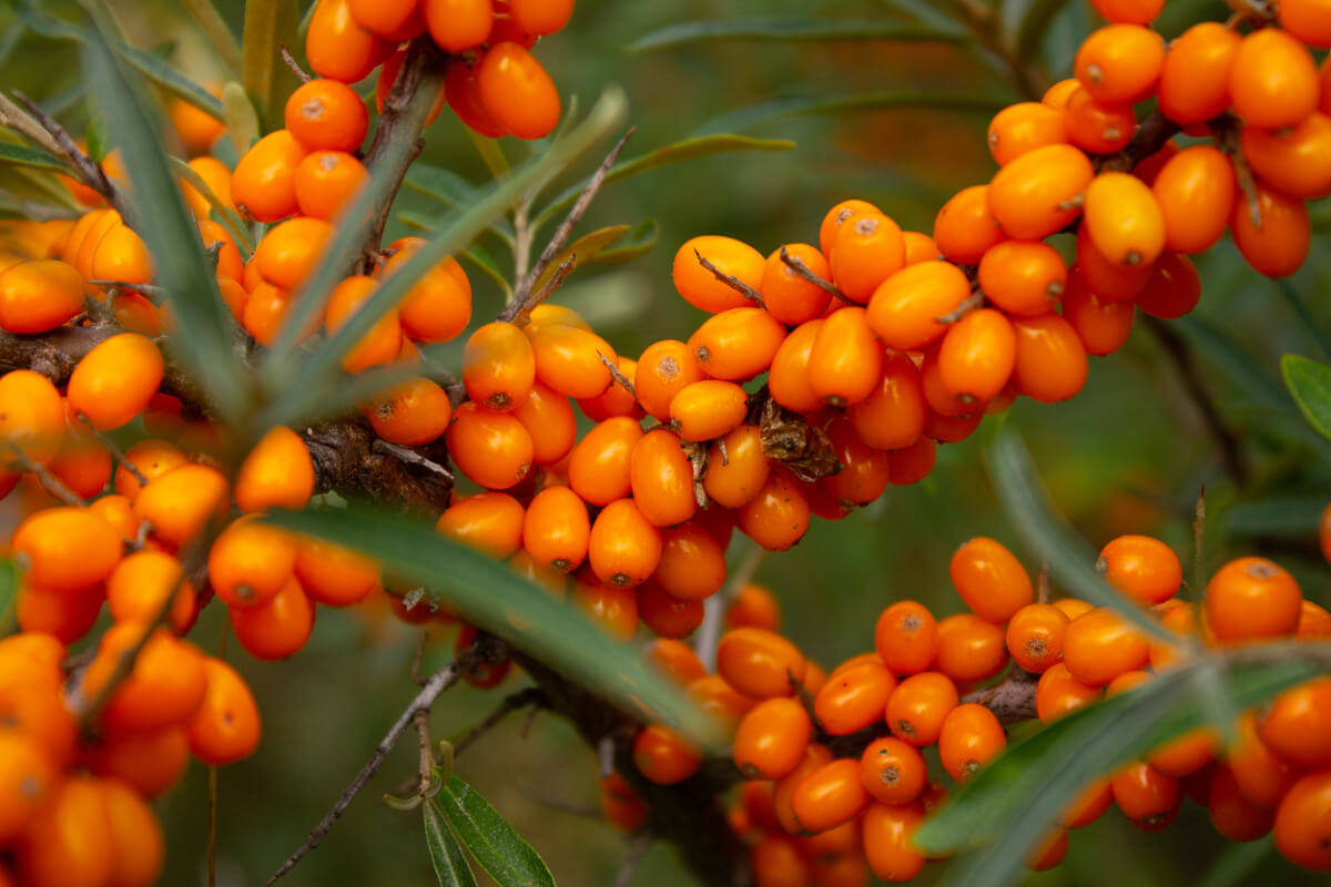 Unusual Edible Berries You Can Grow in Your Garden | STIHL Blog