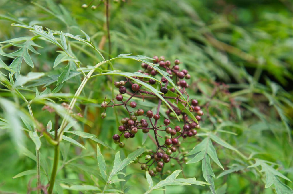 How to Grow an Elder Tree | STIHL Blog