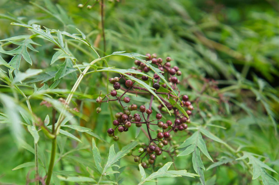 How to Grow an Elder Tree | STIHL Blog