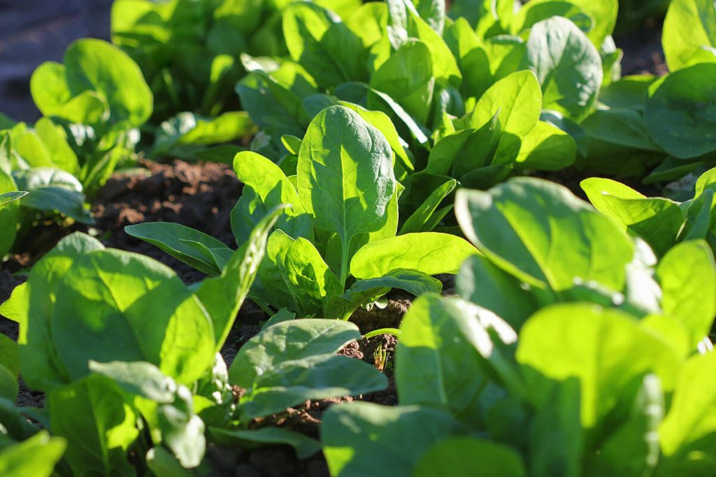 How to Grow Spinach | STIHL Blog
