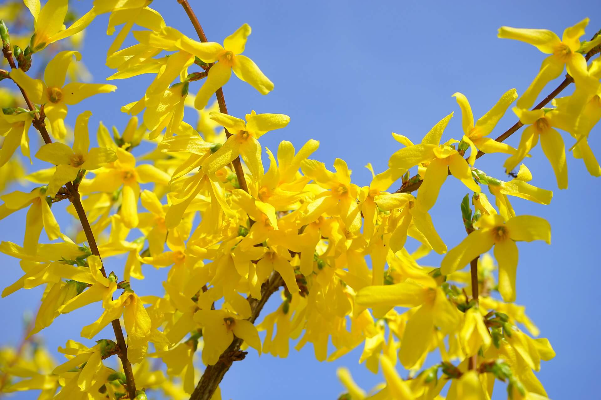 8 of The Easiest Spring Flowering Shrubs to Grow | STIHL Blog