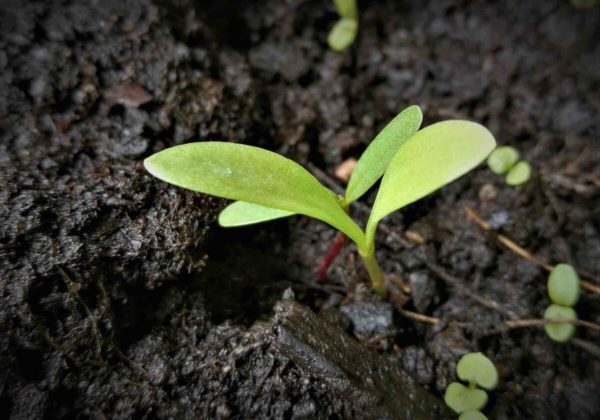 How to Grow Plants From Seed | STIHL Blog
