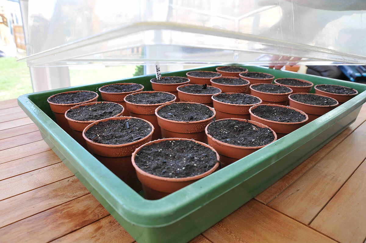 Planting seeds in pots store