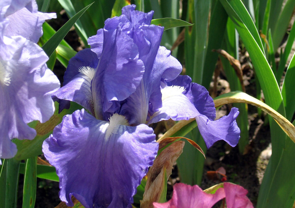 A Guide to Planting Summer Bulbs | STIHL Blog