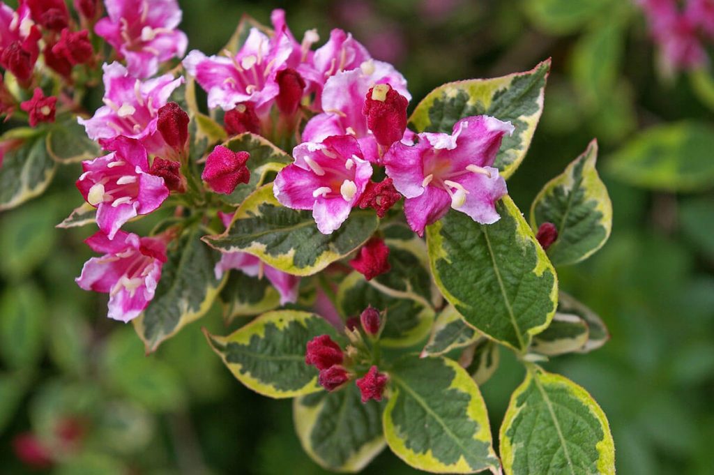 The Best Summer Flowering Shrubs | STIHL Blog
