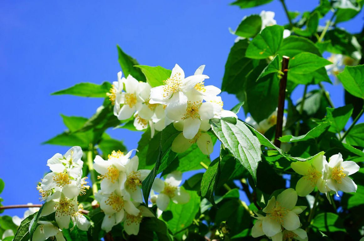 The Best Summer Flowering Shrubs | STIHL Blog