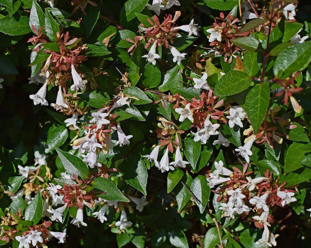 The Best Summer Flowering Shrubs | STIHL Blog