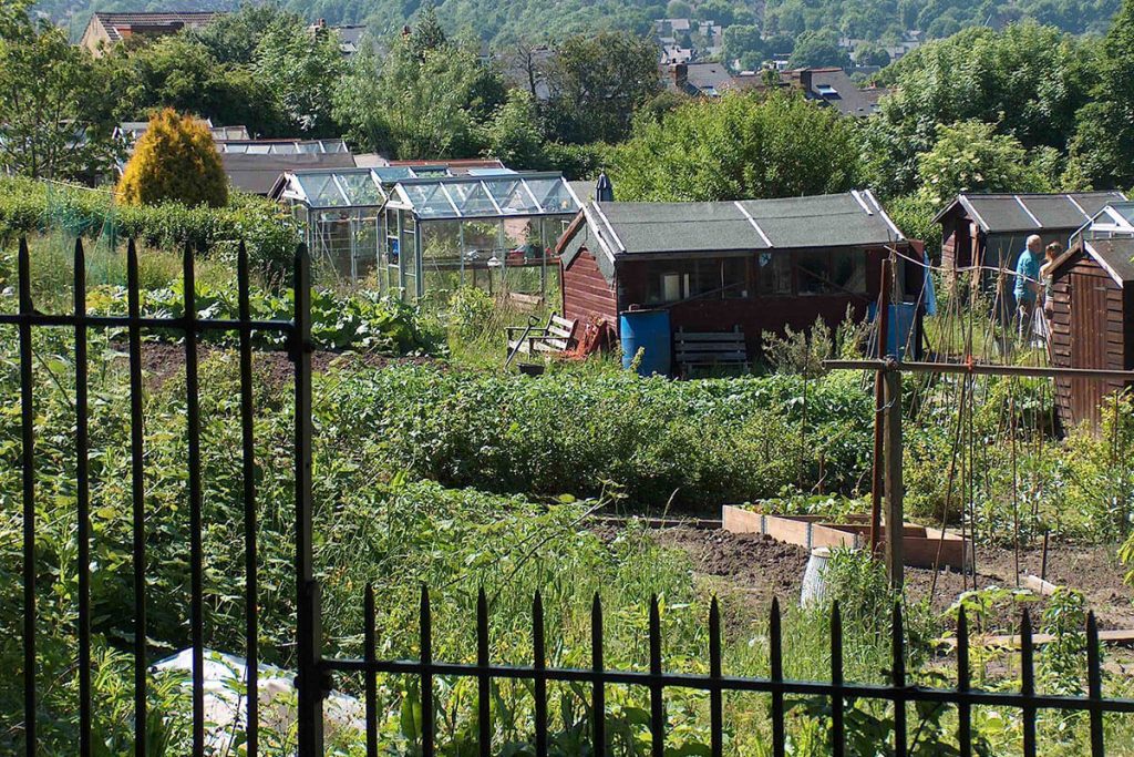 The Ultimate Guide to Getting an Allotment | STIHL Blog