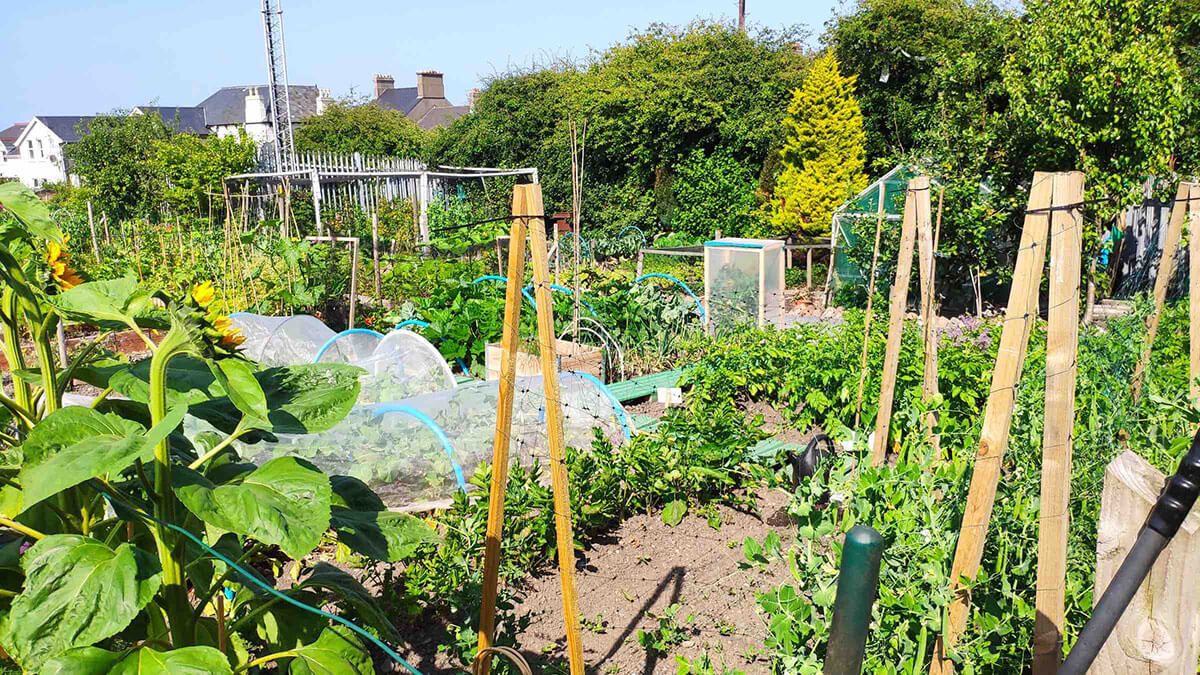 The Ultimate Guide to Getting an Allotment | STIHL Blog