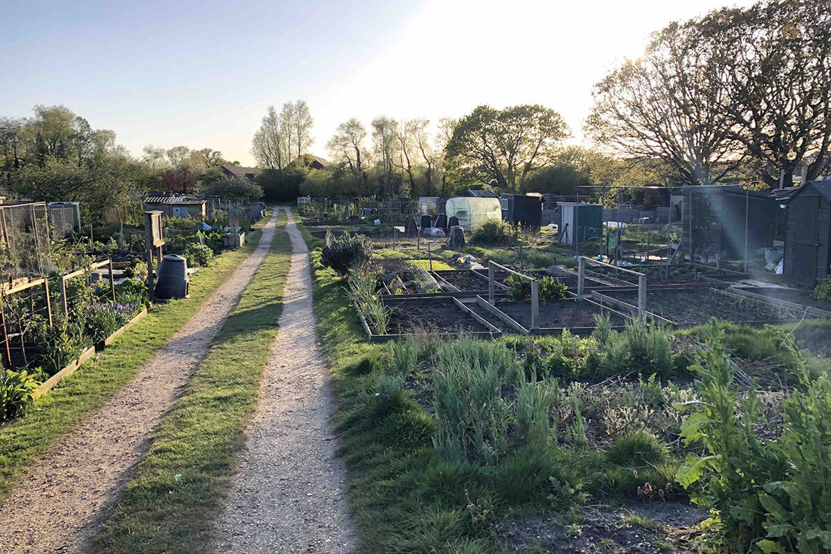 The Ultimate Guide to Getting an Allotment | STIHL Blog