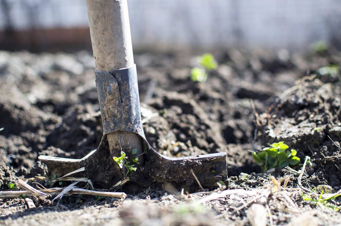 How to Grow The Best Roses | STIHL Blog