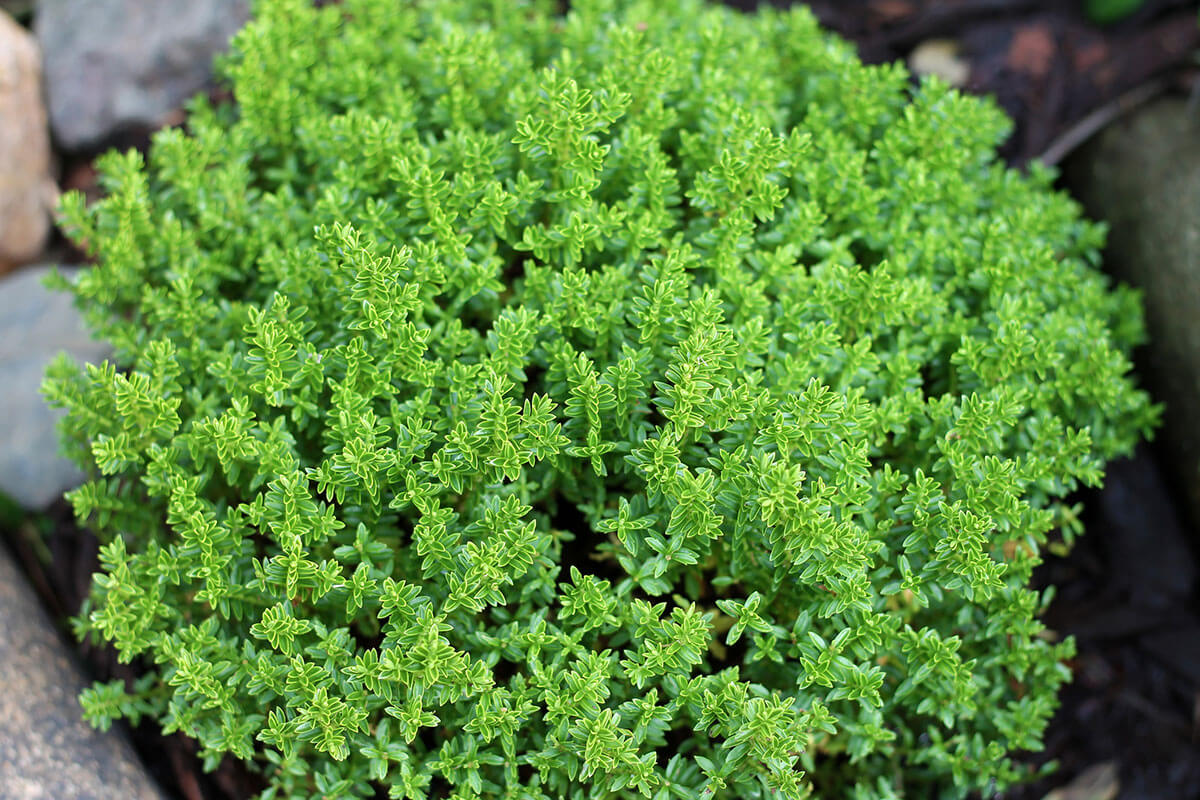 The Best Alternatives to Box Hedges | STIHL Blog