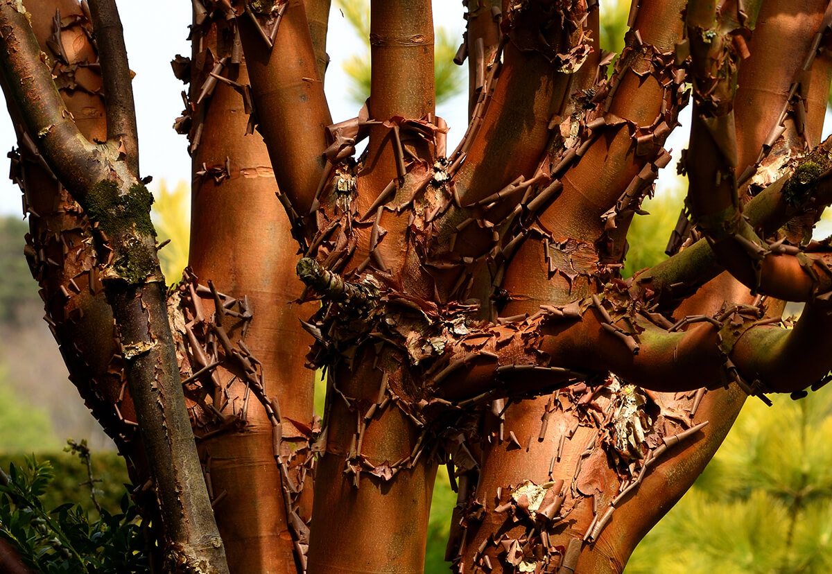 The Best Winter Trees for Your Garden | STIHL Blog