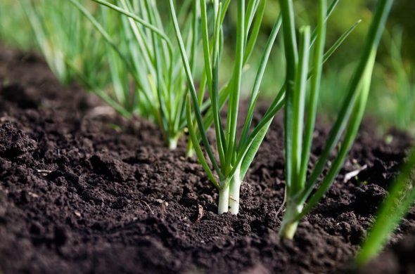How to Grow Spring Onions from Seed | STIHL Blog