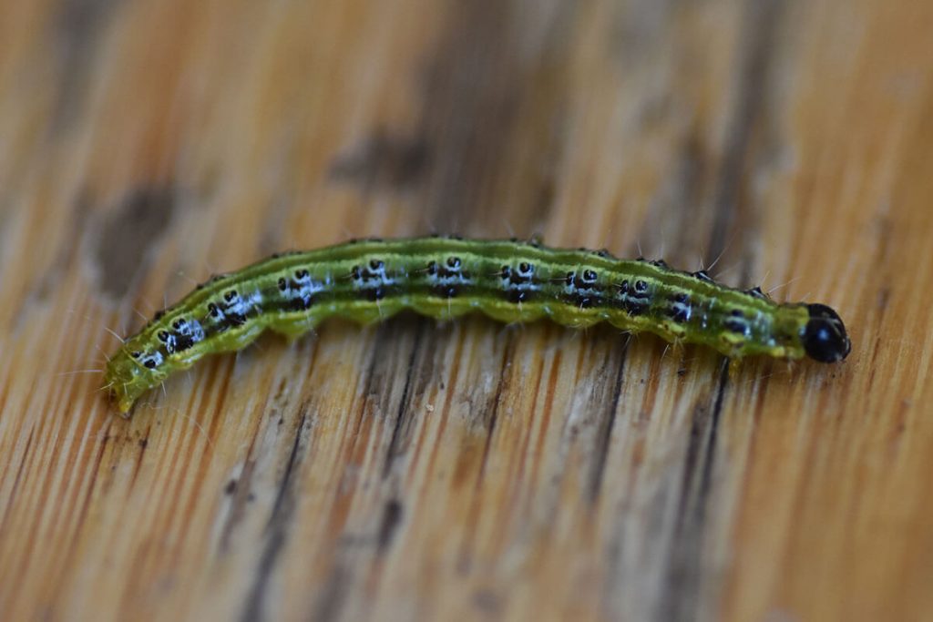 The Best Alternatives to Box Hedges | STIHL Blog