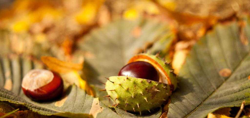 A Guide to Sweet Chestnuts | STIHL Blog