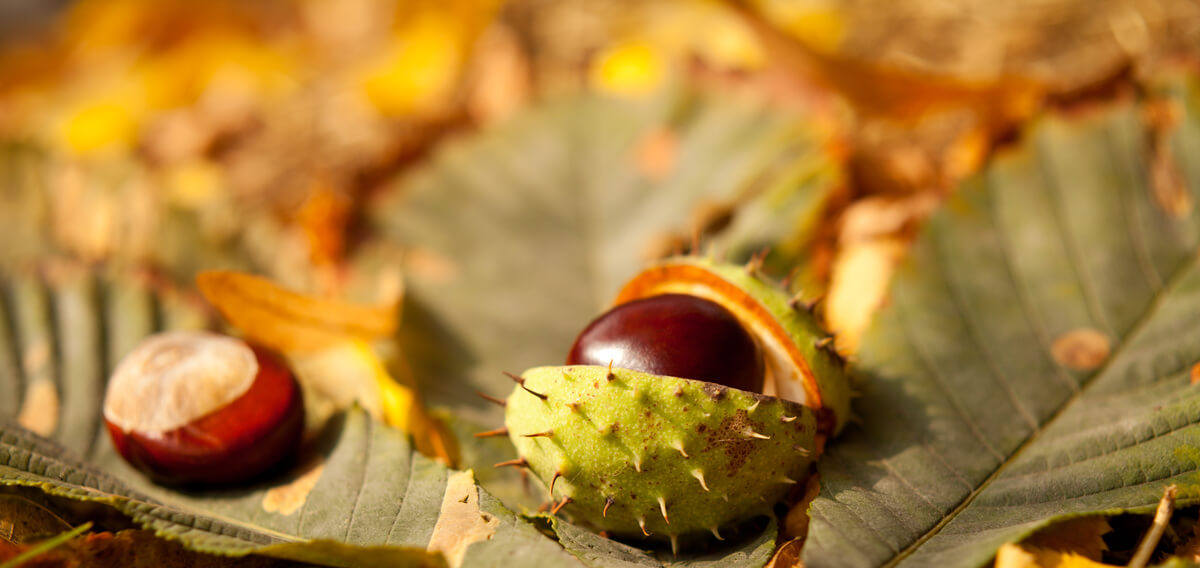 A Guide to Sweet Chestnuts | STIHL Blog