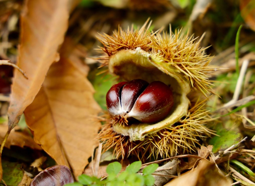 A Guide to Sweet Chestnuts | STIHL Blog