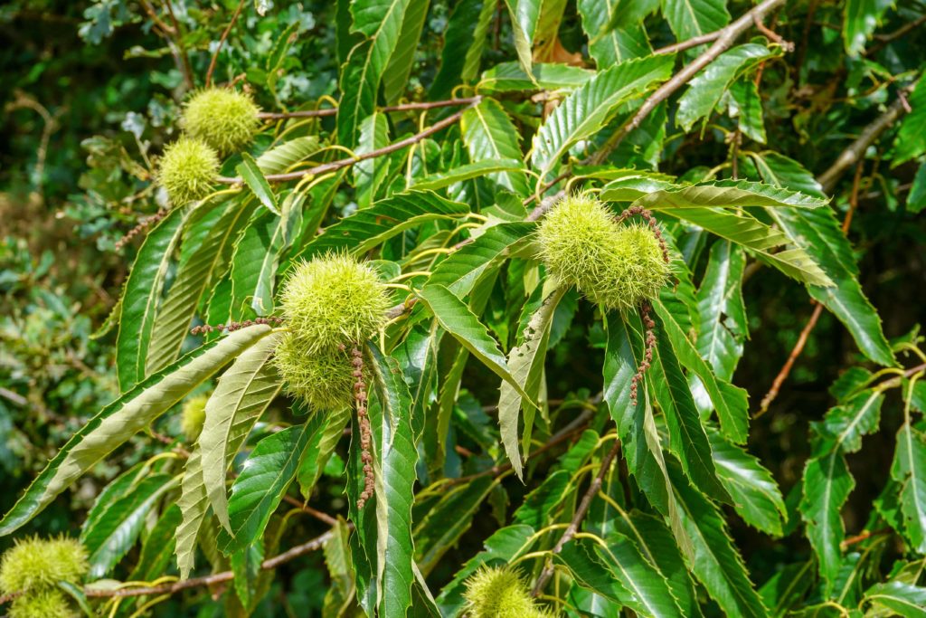 A Guide to Sweet Chestnuts | STIHL Blog