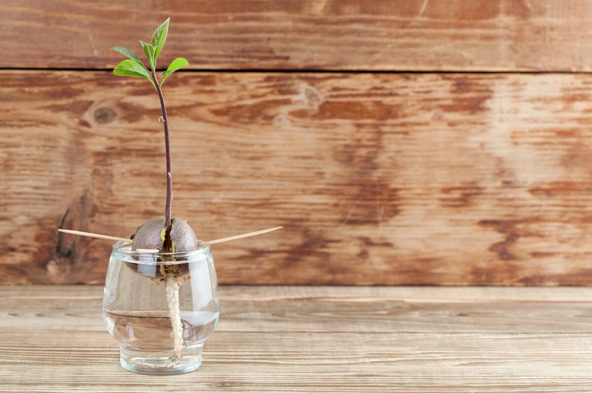 How to Grow an Avocado Plant | STIHL Blog